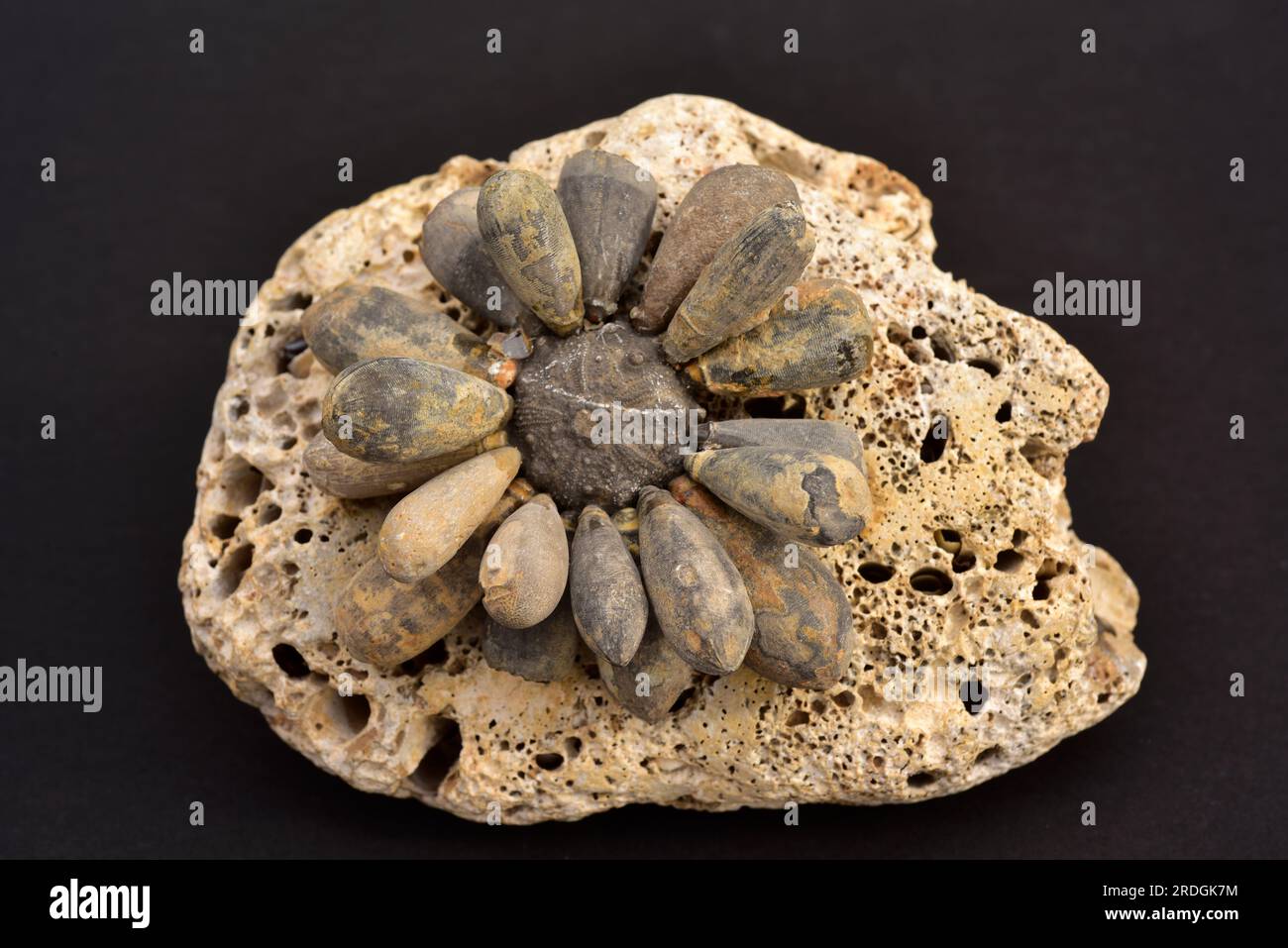 Reconstituted fossil of Hemicidaris sp. echinoid that lived part of the ...