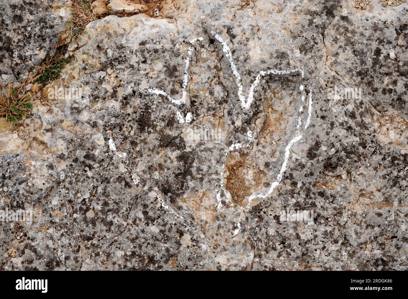 Ichnofossils or trace fossils of dinosaurs footprints. This photo was ...