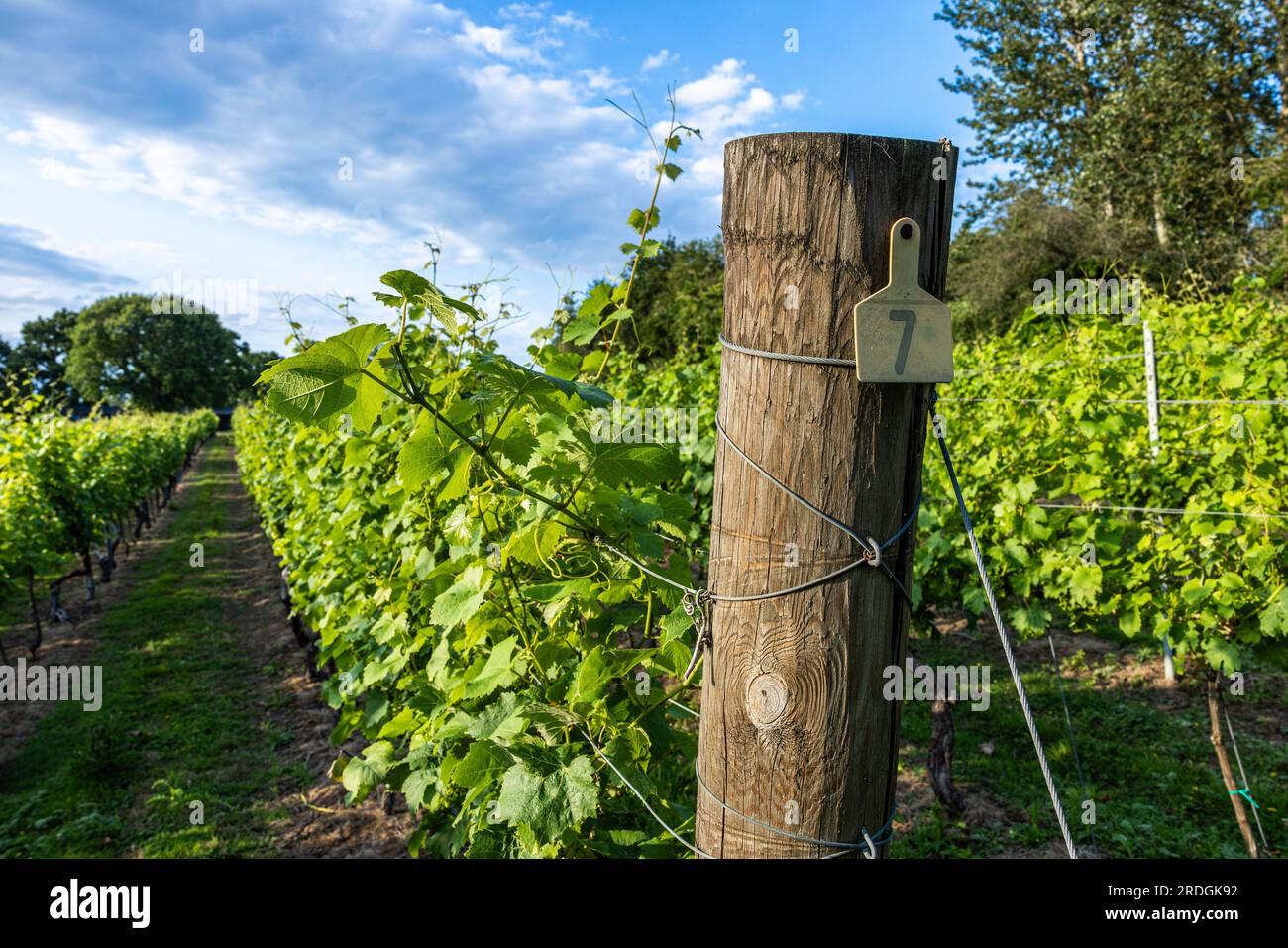 Harvesting from english vineyard hi-res stock photography and images ...