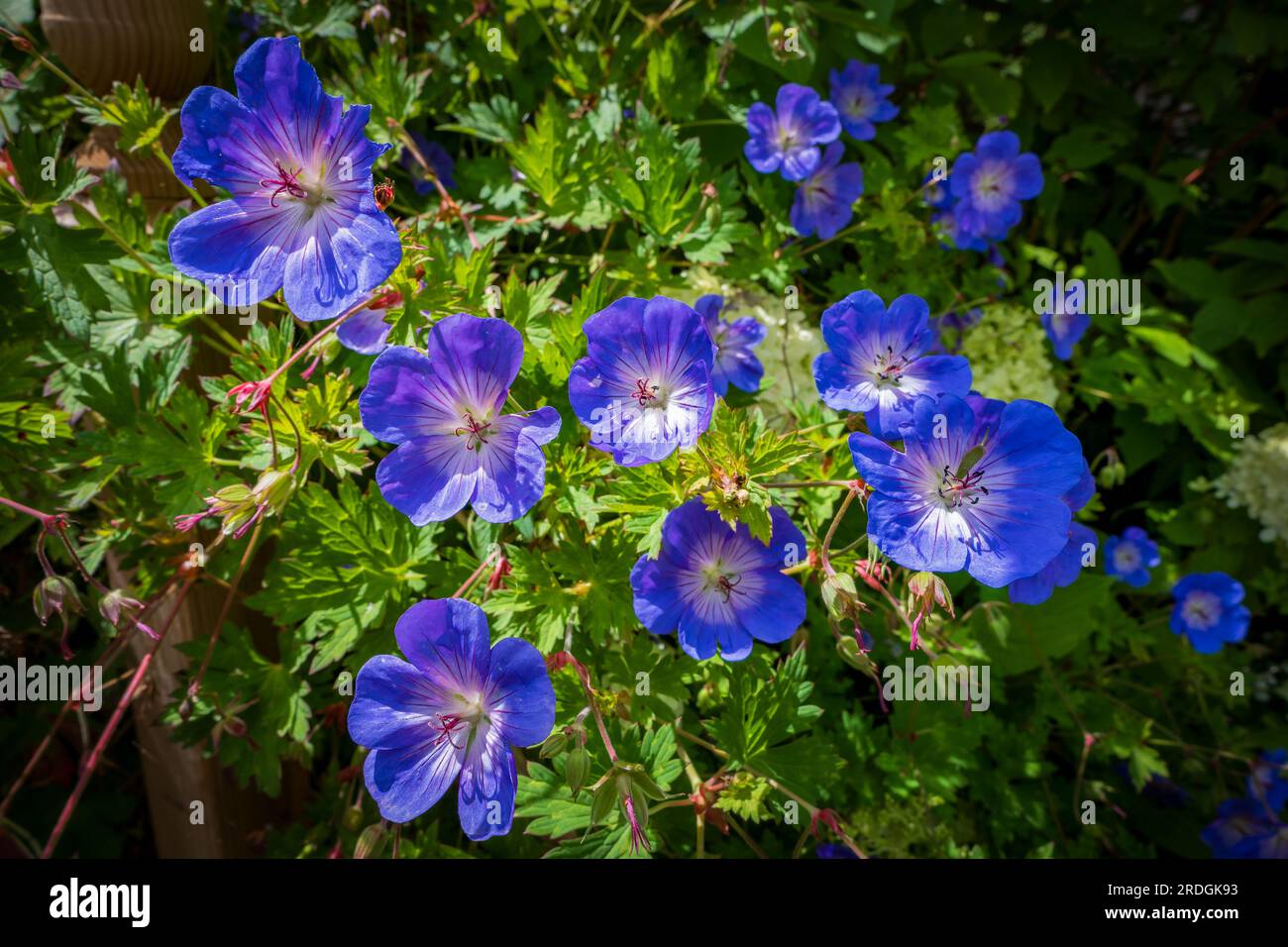 Blue geranium flowers Stock Photo - Alamy