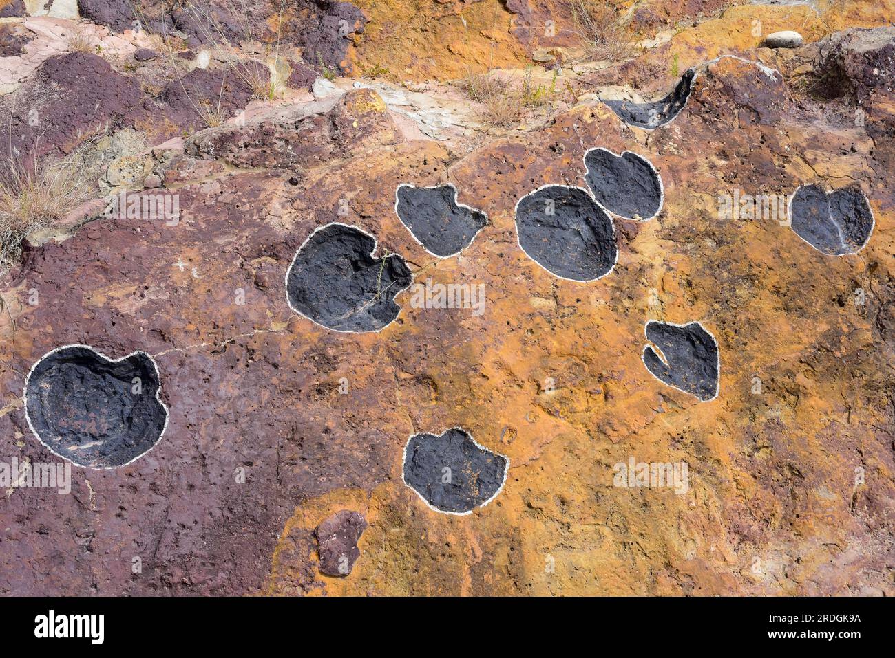 Ichnofossils or trace fossils of sauropods dinosaurs footprints. This ...