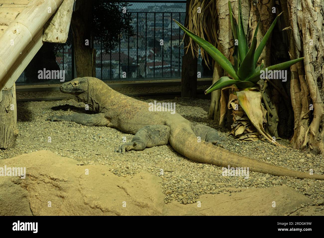Komodo dragon in a cage at the zoo Stock Photo - Alamy