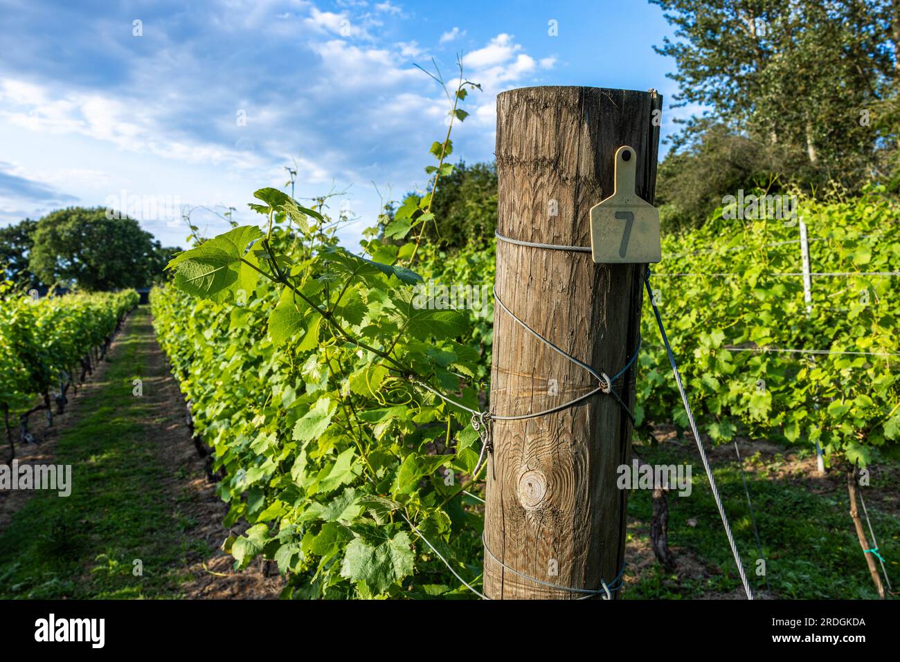 Harvesting from english vineyard hi-res stock photography and images ...