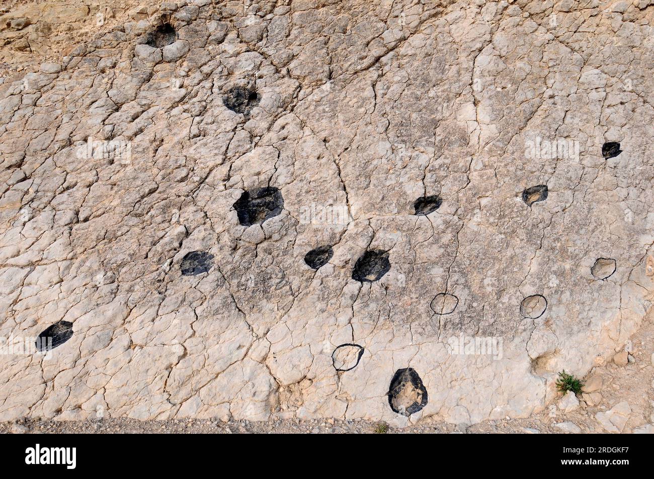 Ichnofossils or trace fossils of artiodactyls mammals footprints. This ...