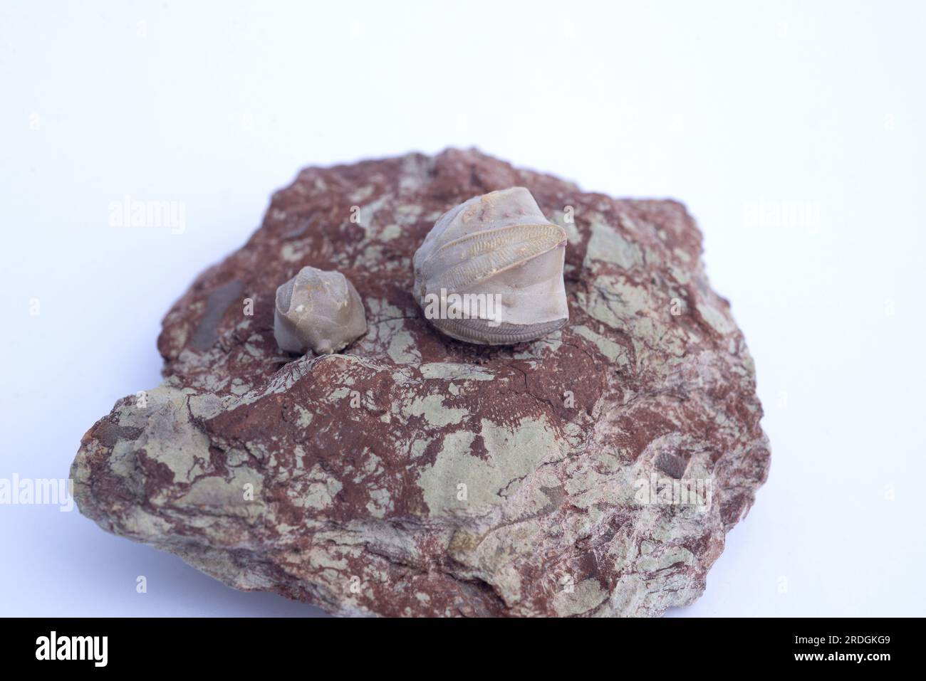 Pentremites sp. fossil of Mississippian (Carboniferous). Pentremites ...