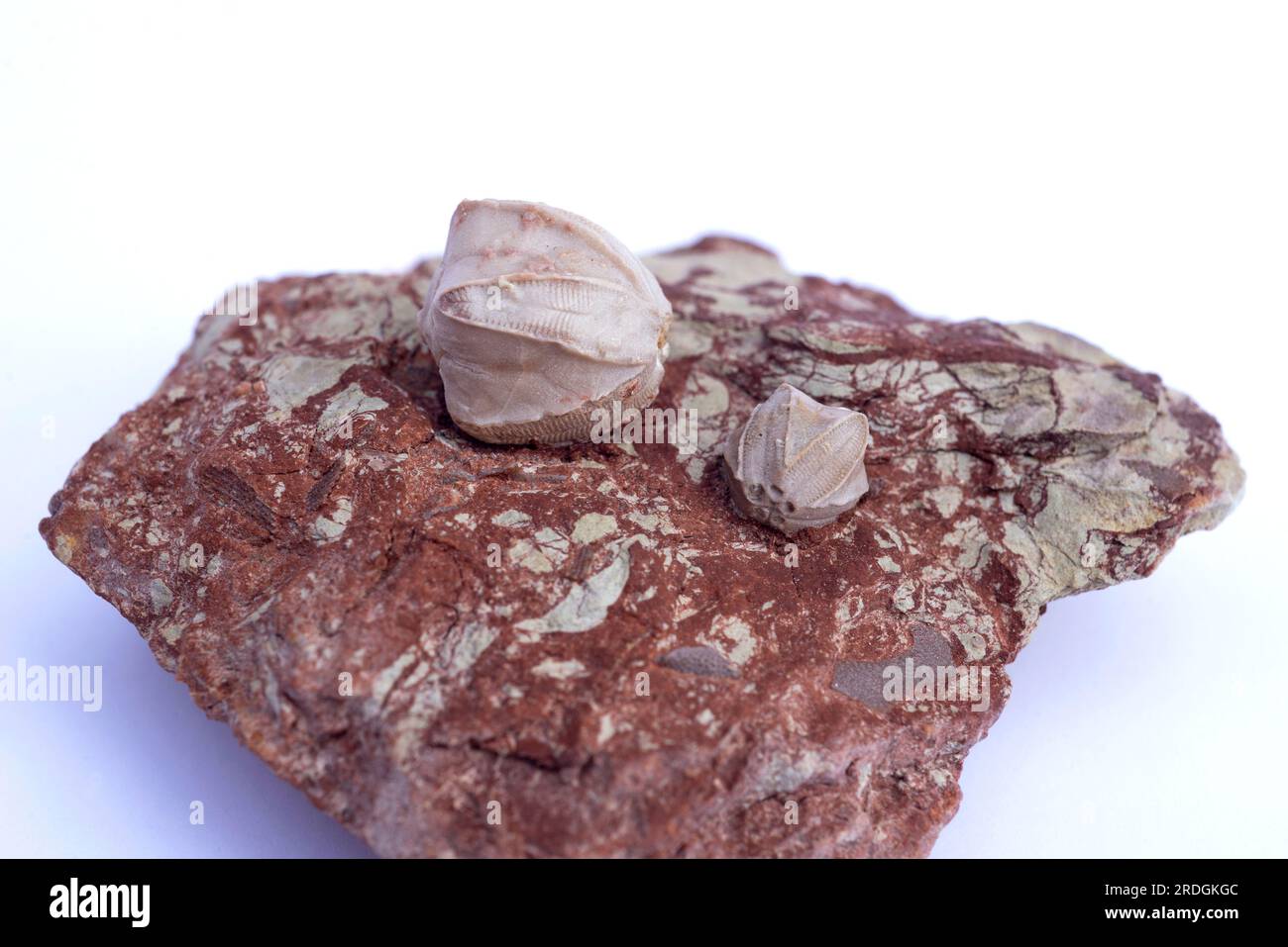 Pentremites sp. fossil of Mississippian (Carboniferous). Pentremites ...