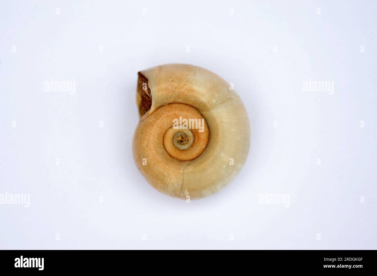 Freshwater snails hi-res stock photography and images - Alamy