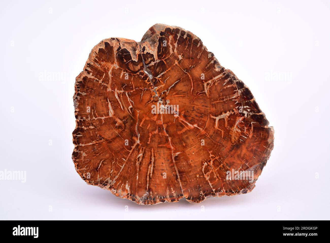 Polished section of Cretaceous fossil trunk with growth rings. This ...