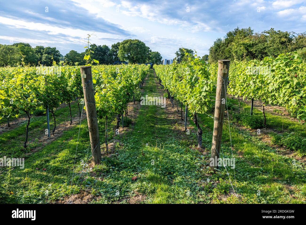 Harvesting from english vineyard hi-res stock photography and images ...