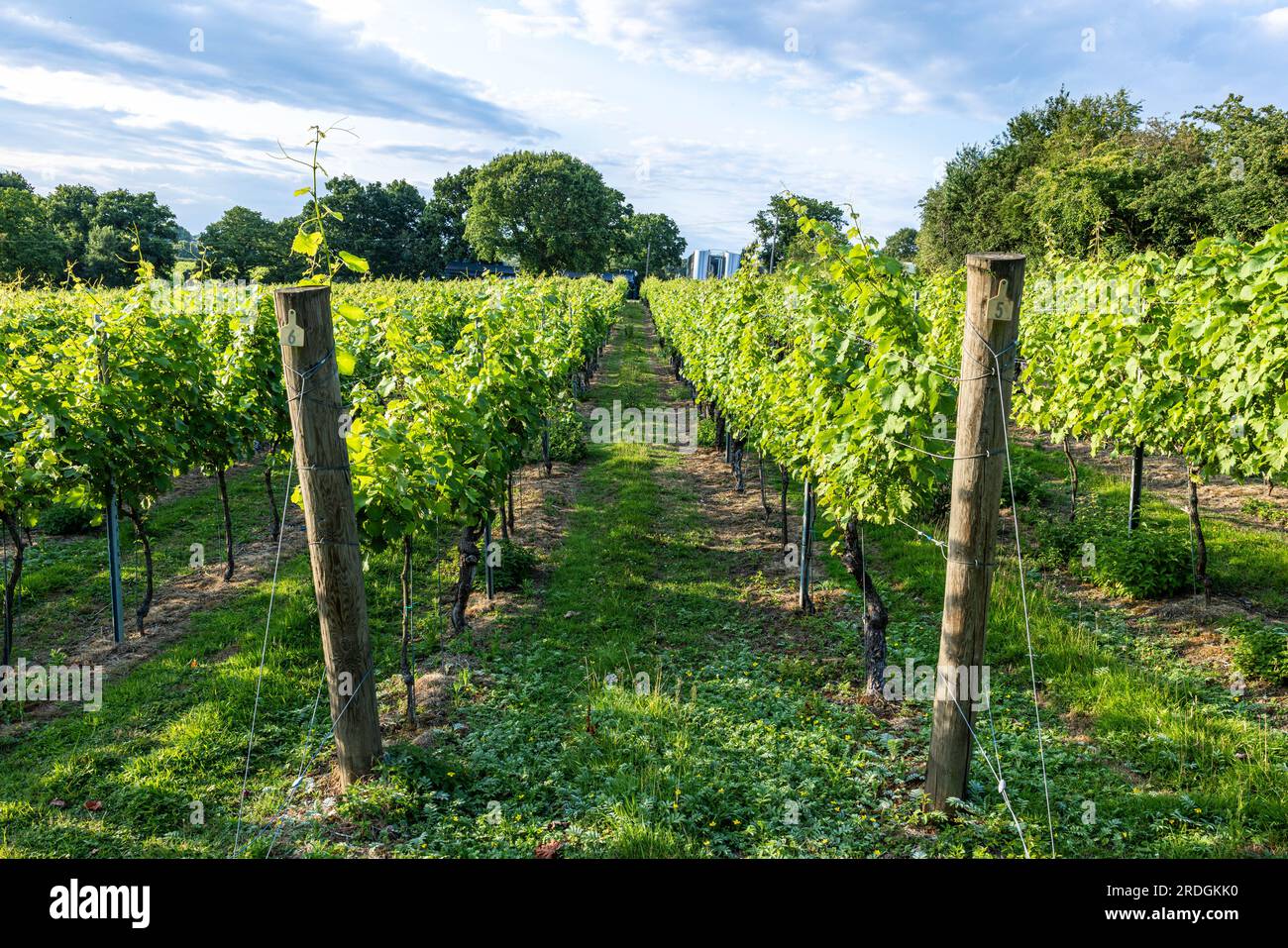 Harvesting from english vineyard hi-res stock photography and images ...