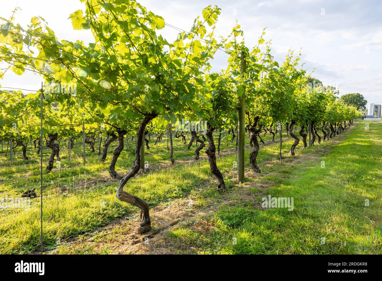Harvesting from english vineyard hi-res stock photography and images ...