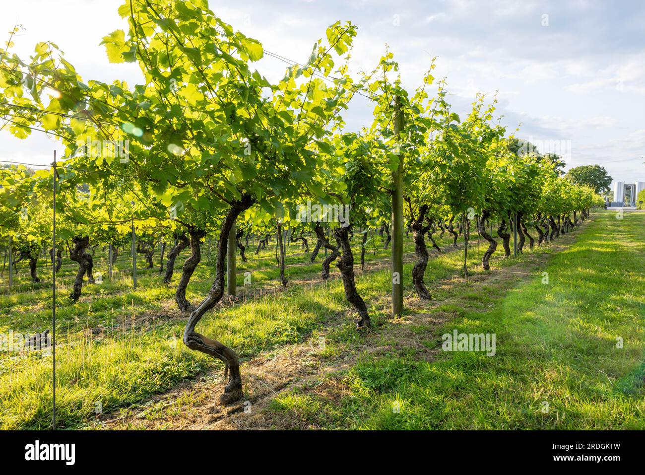 Harvesting from english vineyard hi-res stock photography and images ...