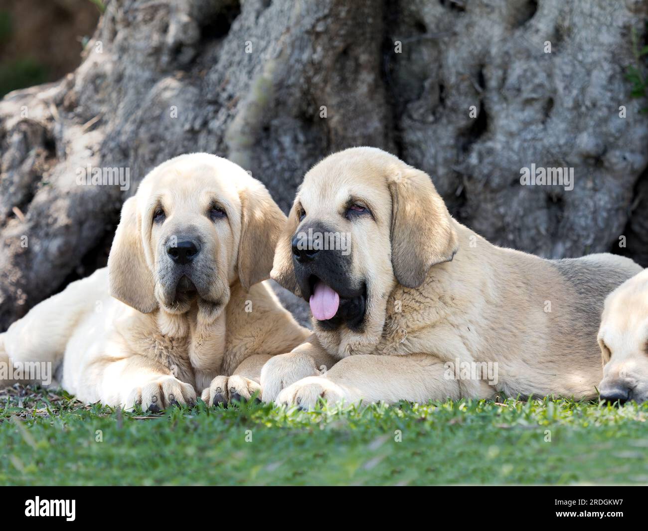 Two Spanish Mastiffs purebred dog puppies lying on the grass Stock ...