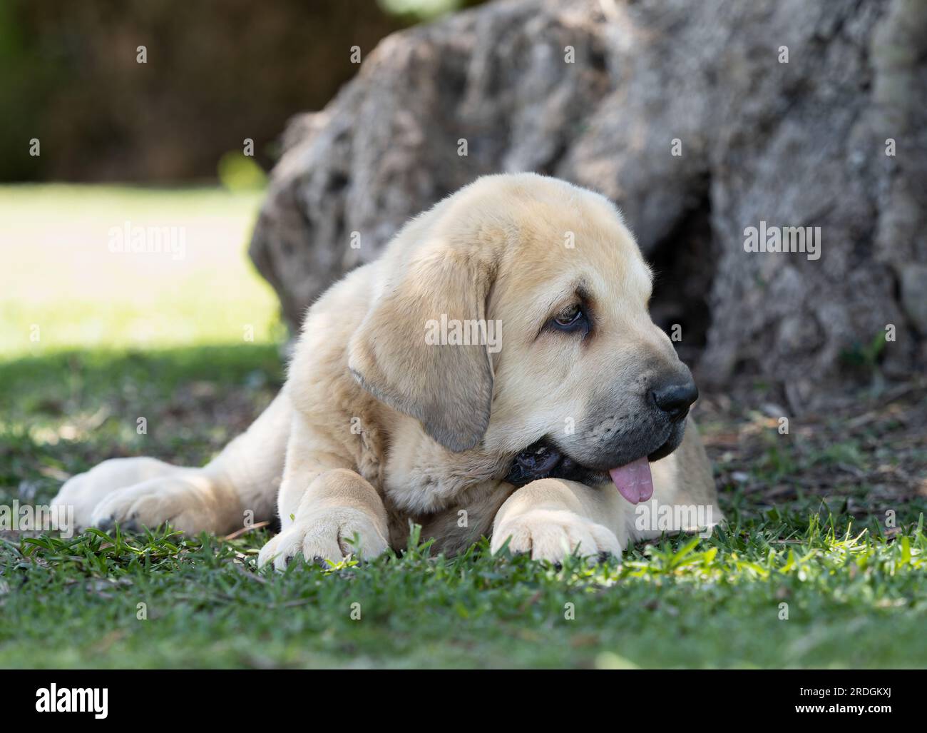 Spanish Mastiffs purebred dog puppy lying on the grass Stock Photo - Alamy