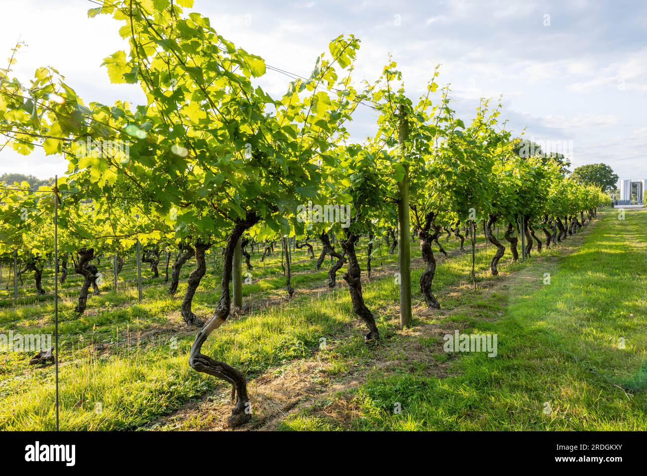 Harvesting from english vineyard hi-res stock photography and images ...