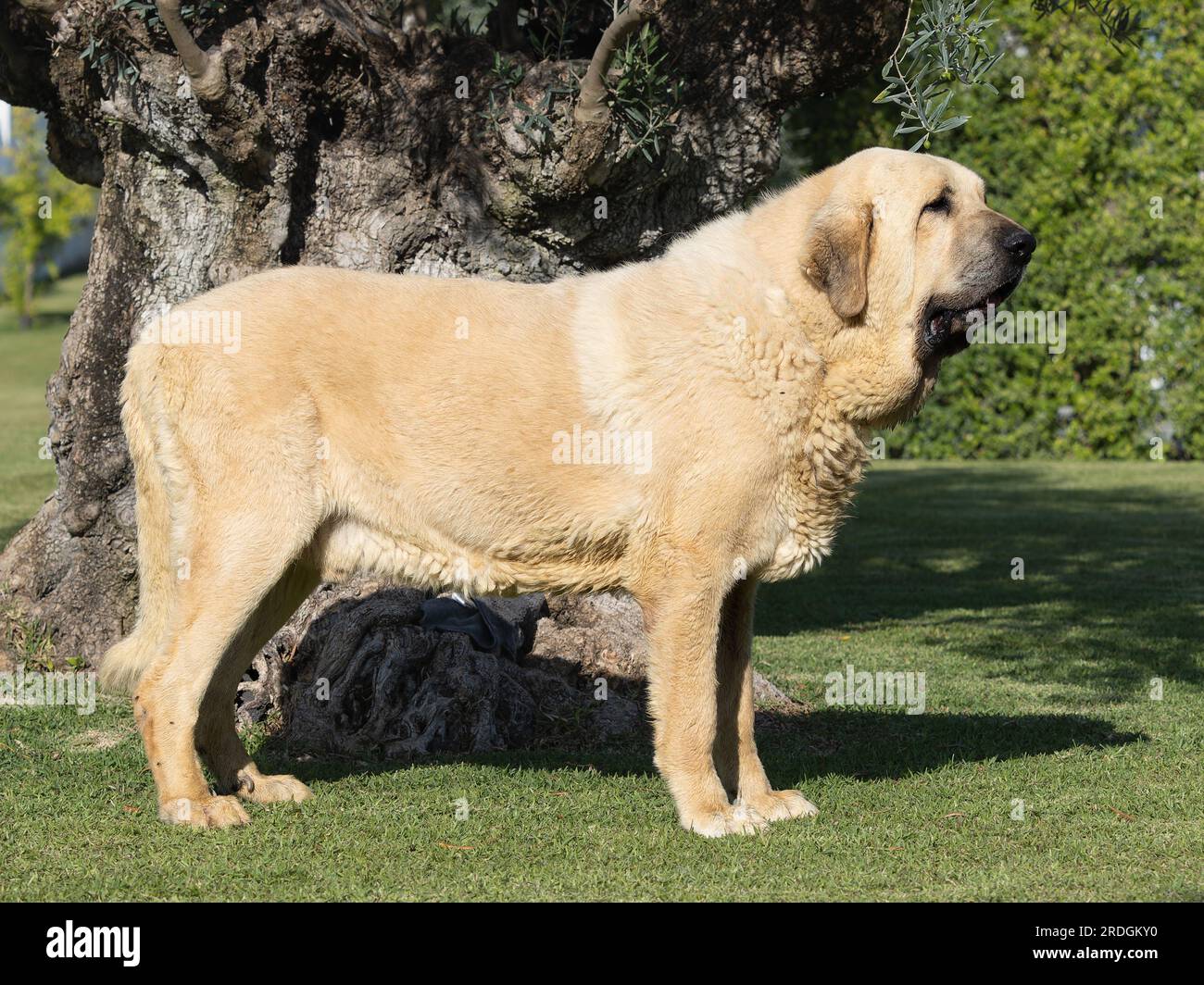 Spanish Mastiff pure bred dog adult yellow color standing on the grass ...