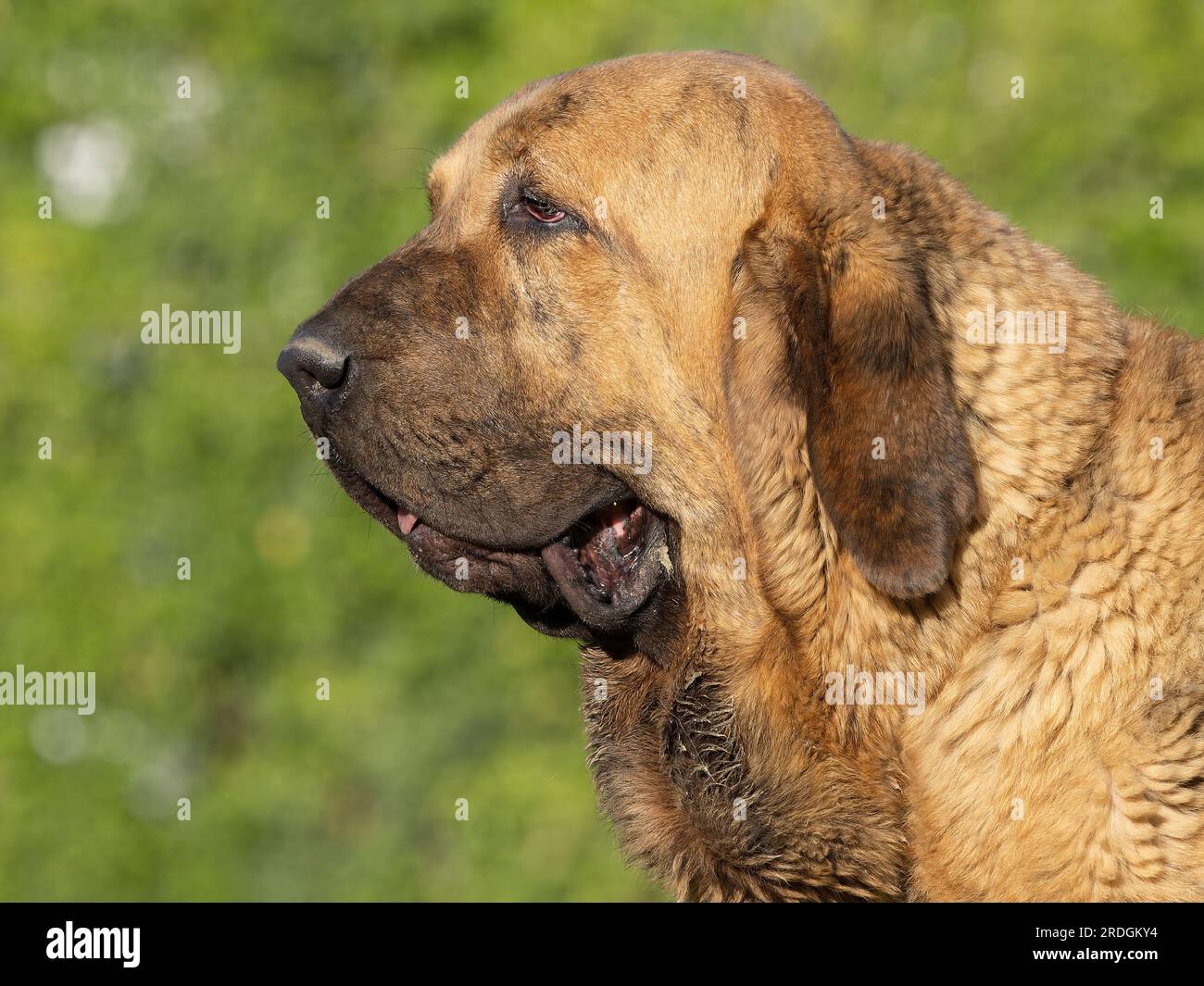Portrait Spanish Mastiff head pure bred dog adult tabby brown color ...