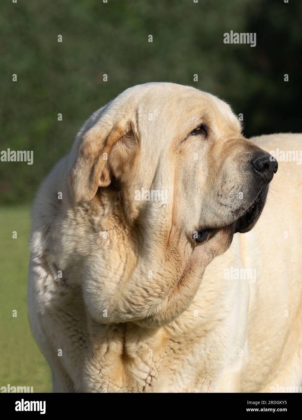 Portrait Spanish Mastiff head pure bred dog adult yellow color Stock ...