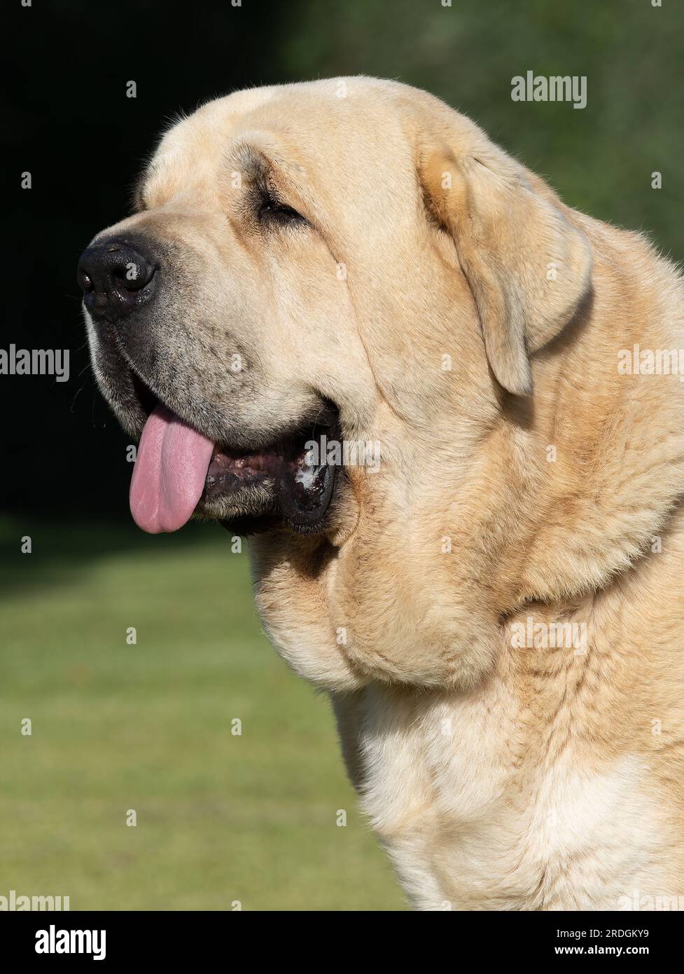 Portrait Spanish Mastiff head pure bred dog adult yellow color Stock ...