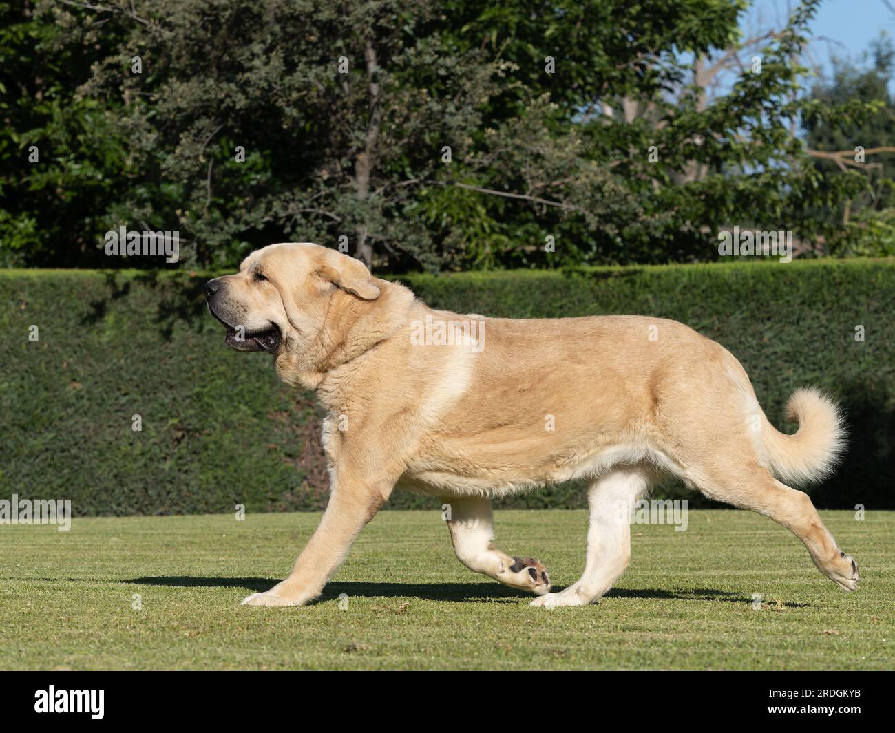 Spanish Mastiff pure bred dog adult yellow color walking on the grass ...