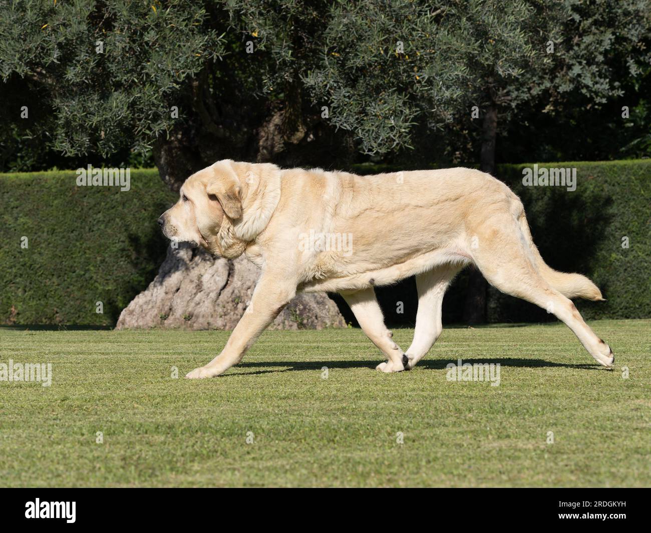 Spanish Mastiff pure bred dog adult yellow color walking on the grass ...