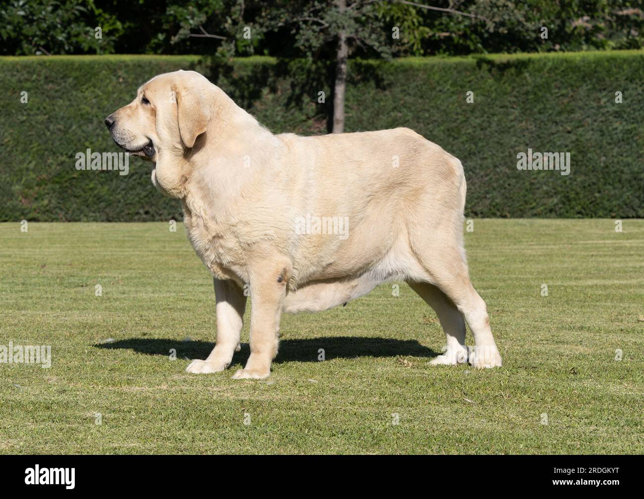 Spanish Mastiff pure bred dog adult yellow color standing on the grass ...