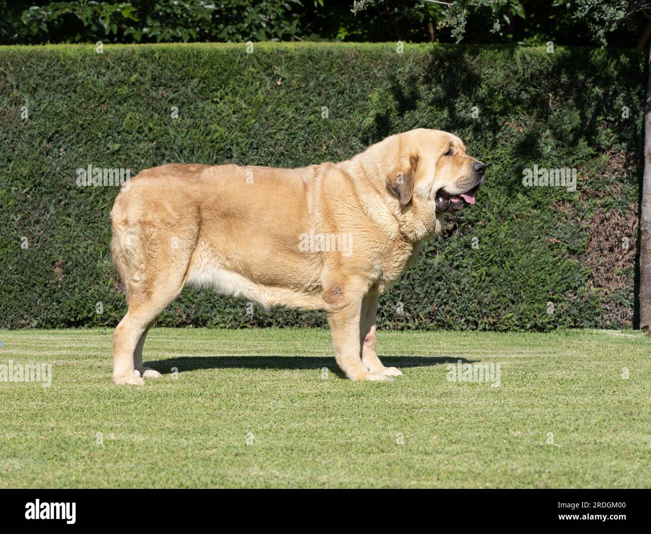 Big spanish mastiff dog hi-res stock photography and images - Alamy