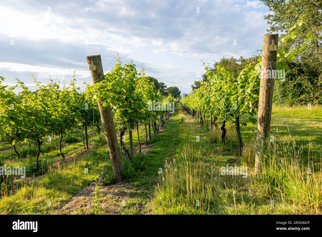 Harvesting from english vineyard hi-res stock photography and images ...