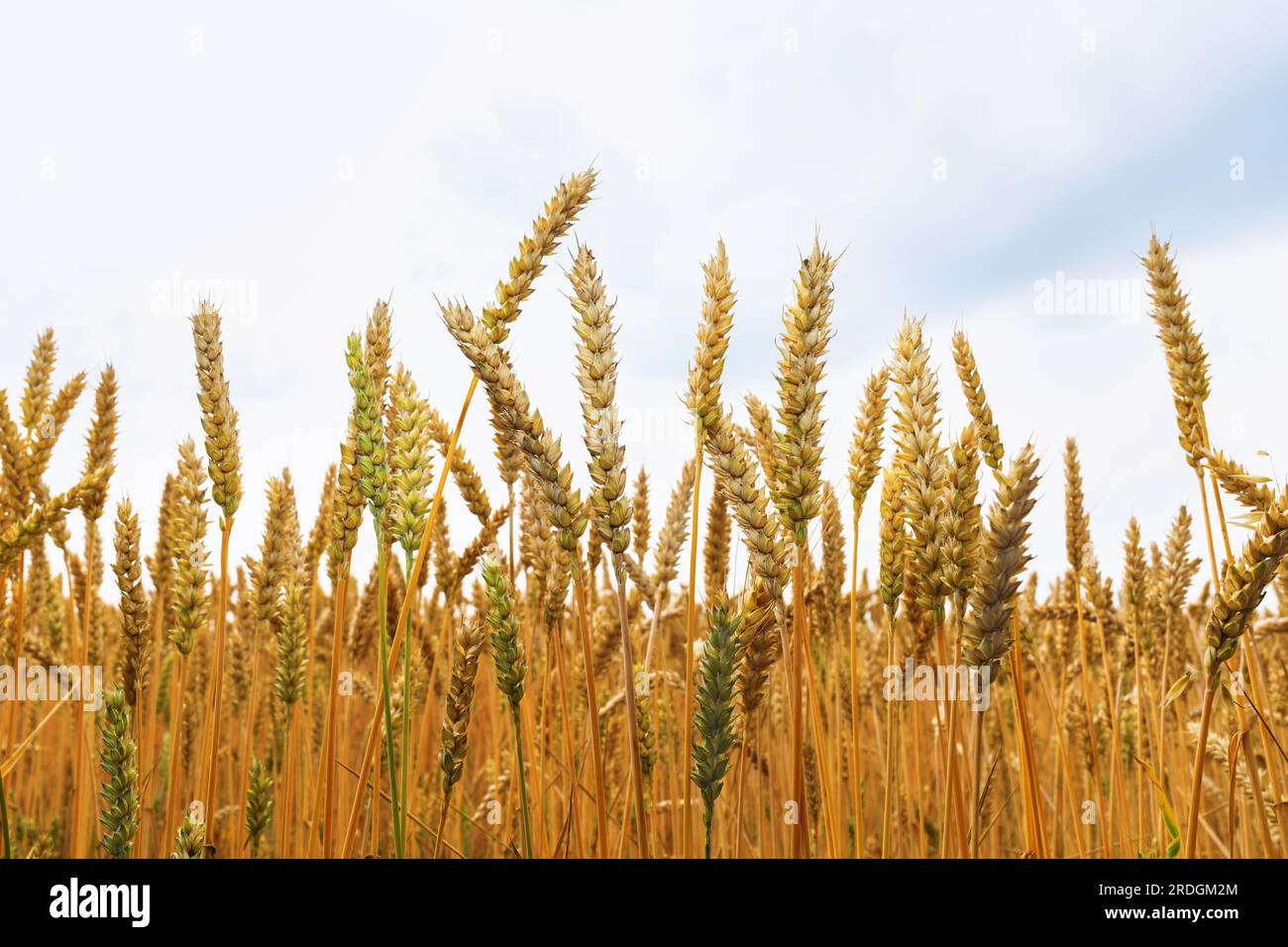 Wheat crops growing field sky cereal plant hi-res stock photography and ...
