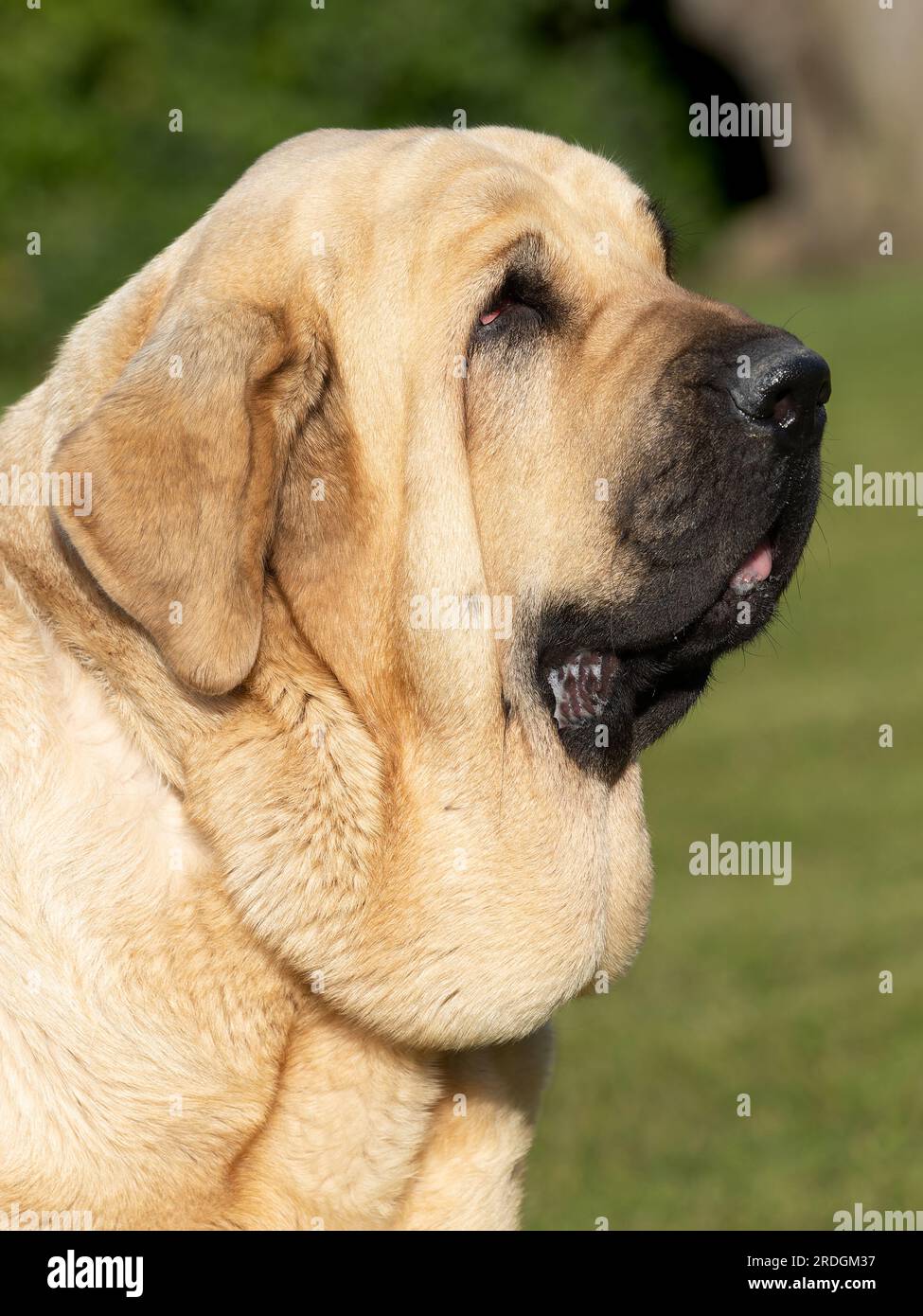 Portrait Spanish Mastiff head pure bred dog adult yellow color Stock ...