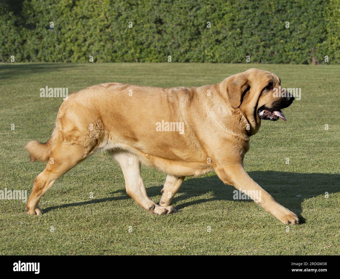Spanish Mastiff pure bred dog adult yellow color walking on the grass ...