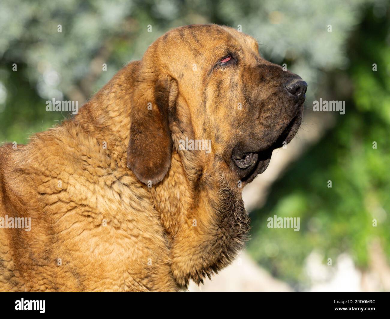 Portrait Spanish Mastiff head pure bred dog adult tabby brown color ...