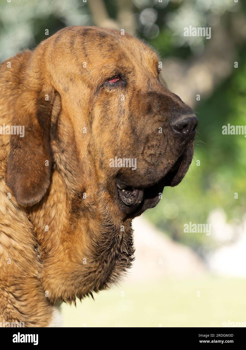 Portrait Spanish Mastiff head pure bred dog adult tabby brown color ...