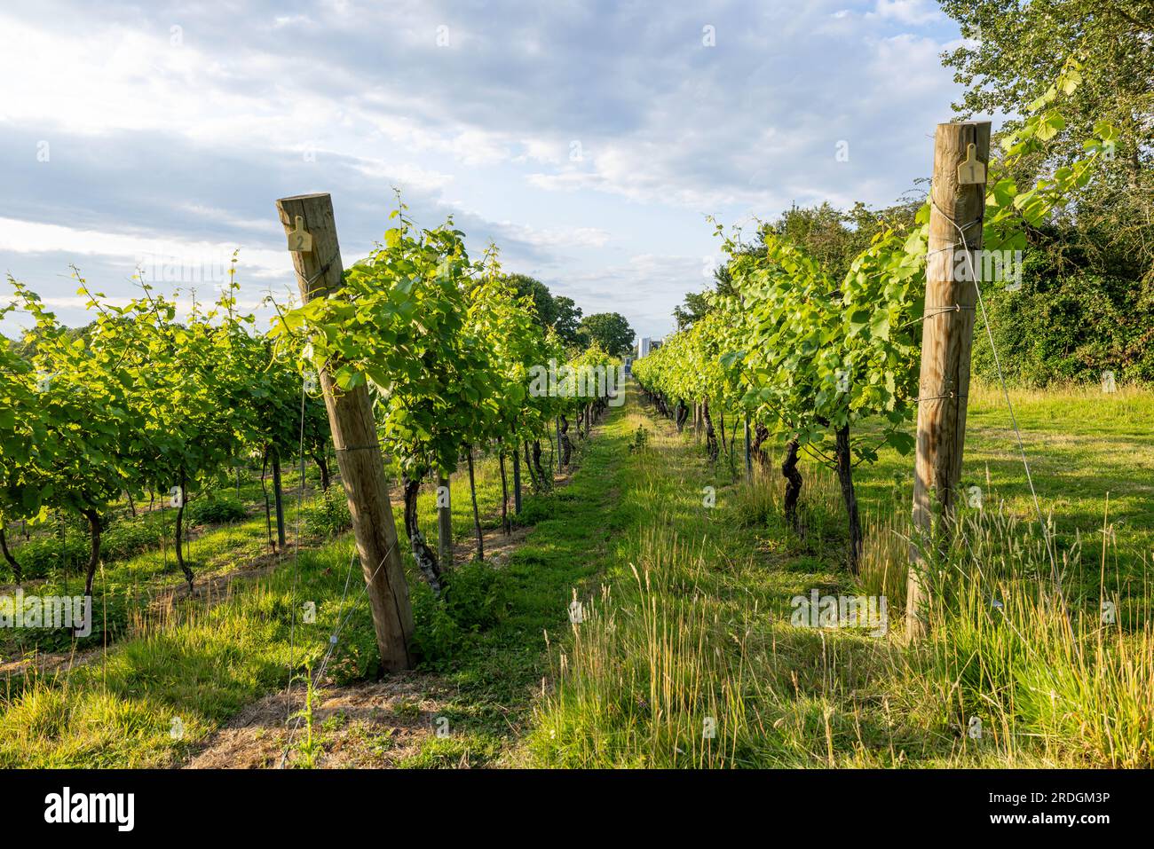 Harvesting from english vineyard hi-res stock photography and images ...
