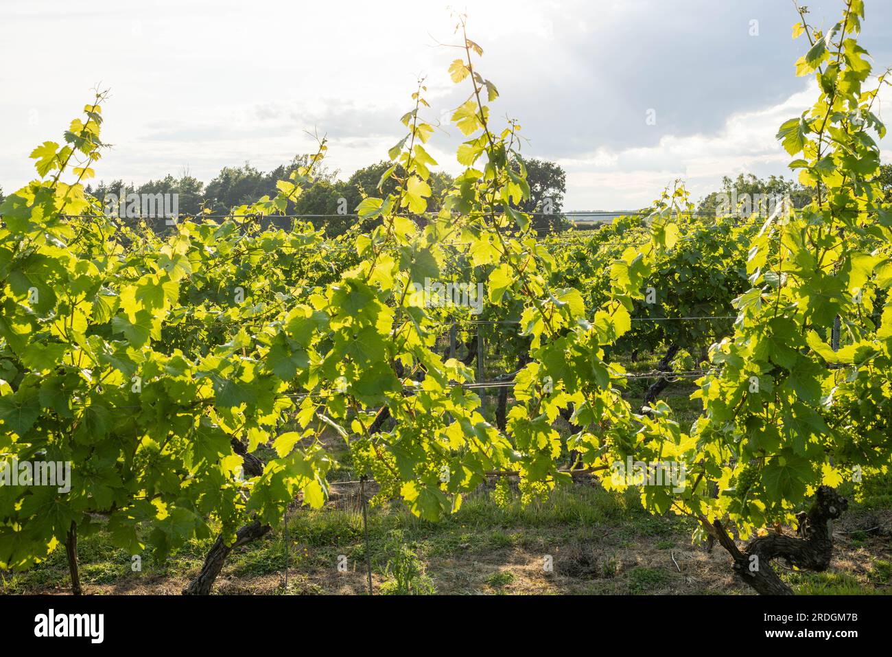 Wine storage vats Stock Photo - Alamy
