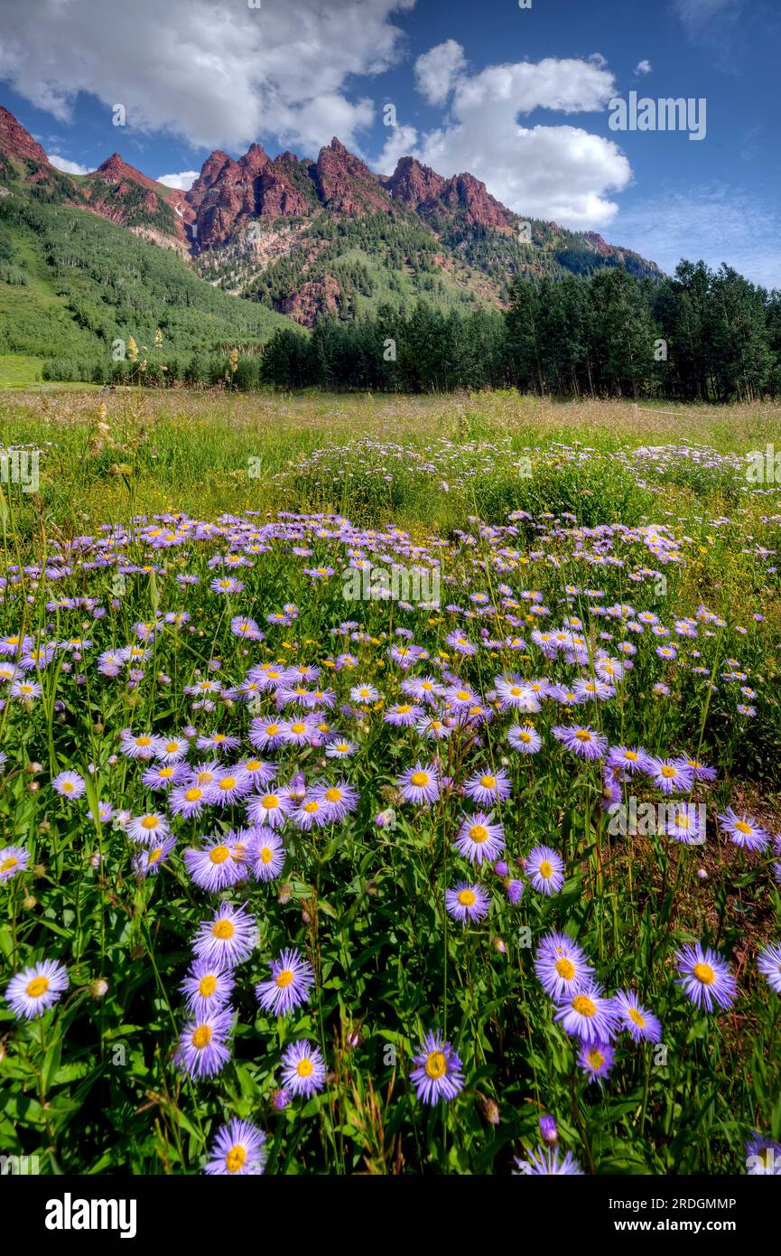 Majestic mountain peaks with purple wildflowers and clouds near Aspen ...
