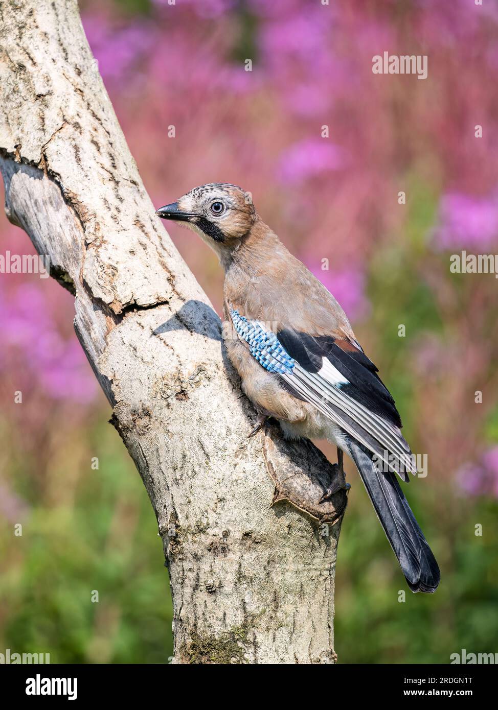 Jay birds pink hi-res stock photography and images - Alamy