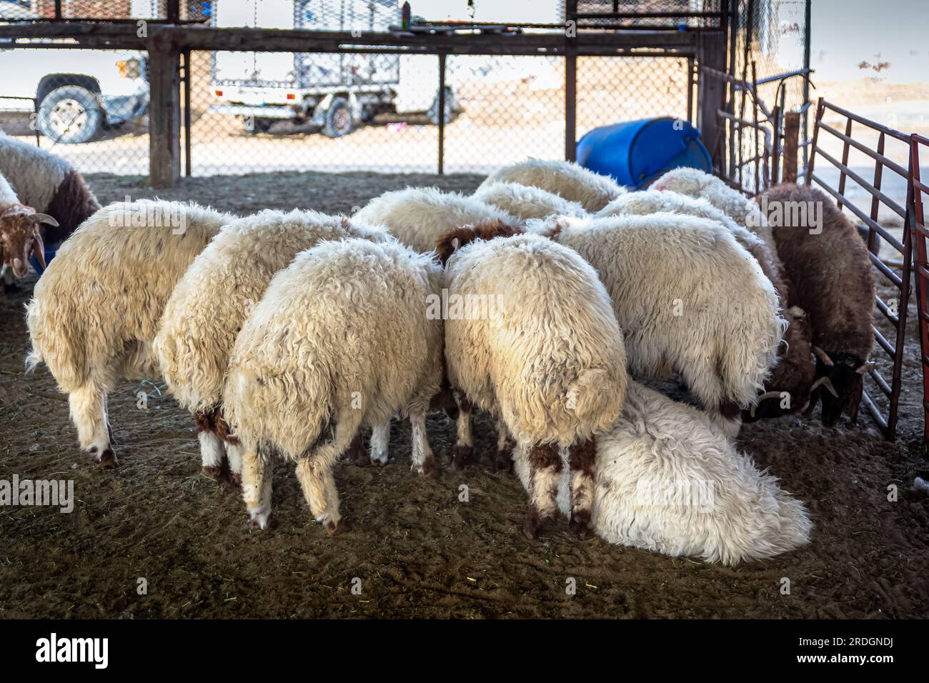Group of goats on their farm, A goat farm where people come to buy the ...