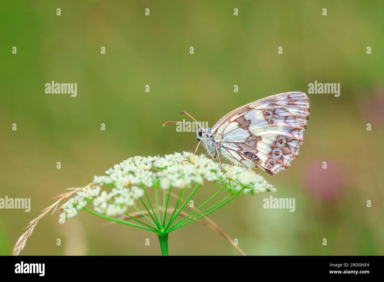 Marbled white beauty butterfly sitting on Cow Parsley flowers in summer ...