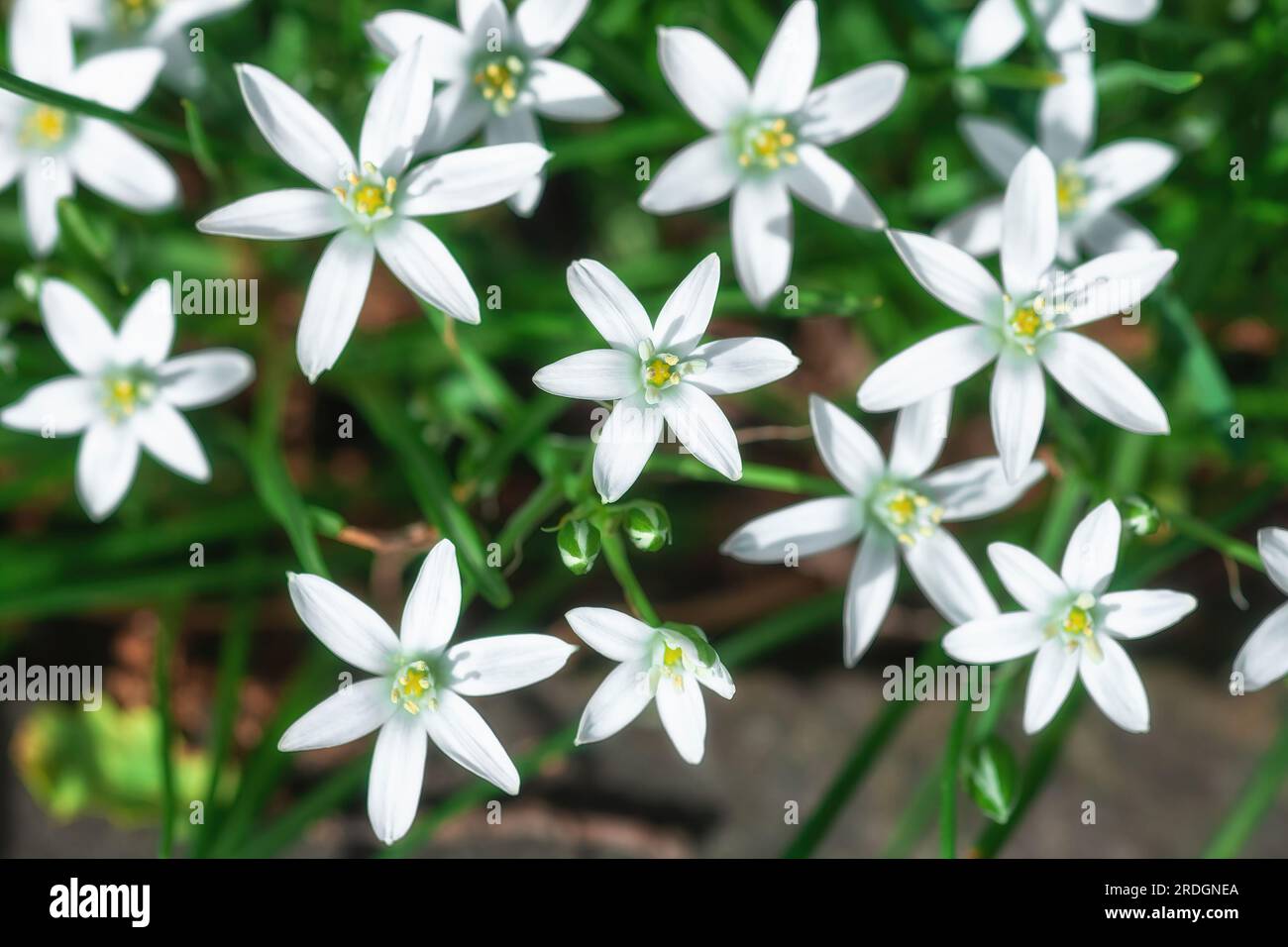 Garden star of Bethlehem white flowers growing, top view. Ornithogalum ...