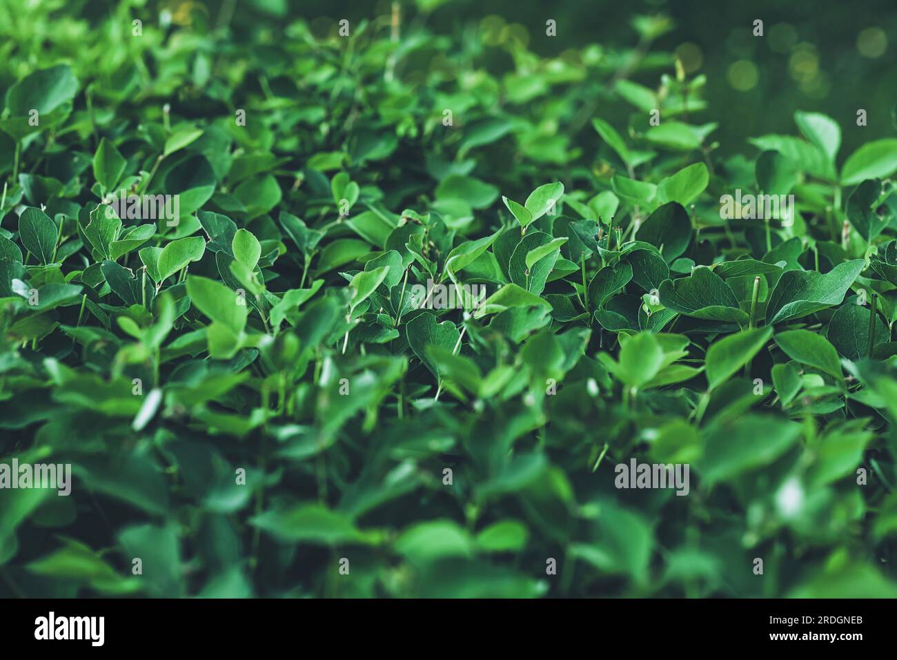 Green hedge abstract background. Leaves of bushes in summer ornamental ...