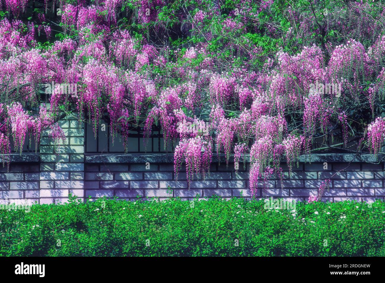 Lilac Wisterias sinensis grows on brick house wall. Chinese Wisterieae ...
