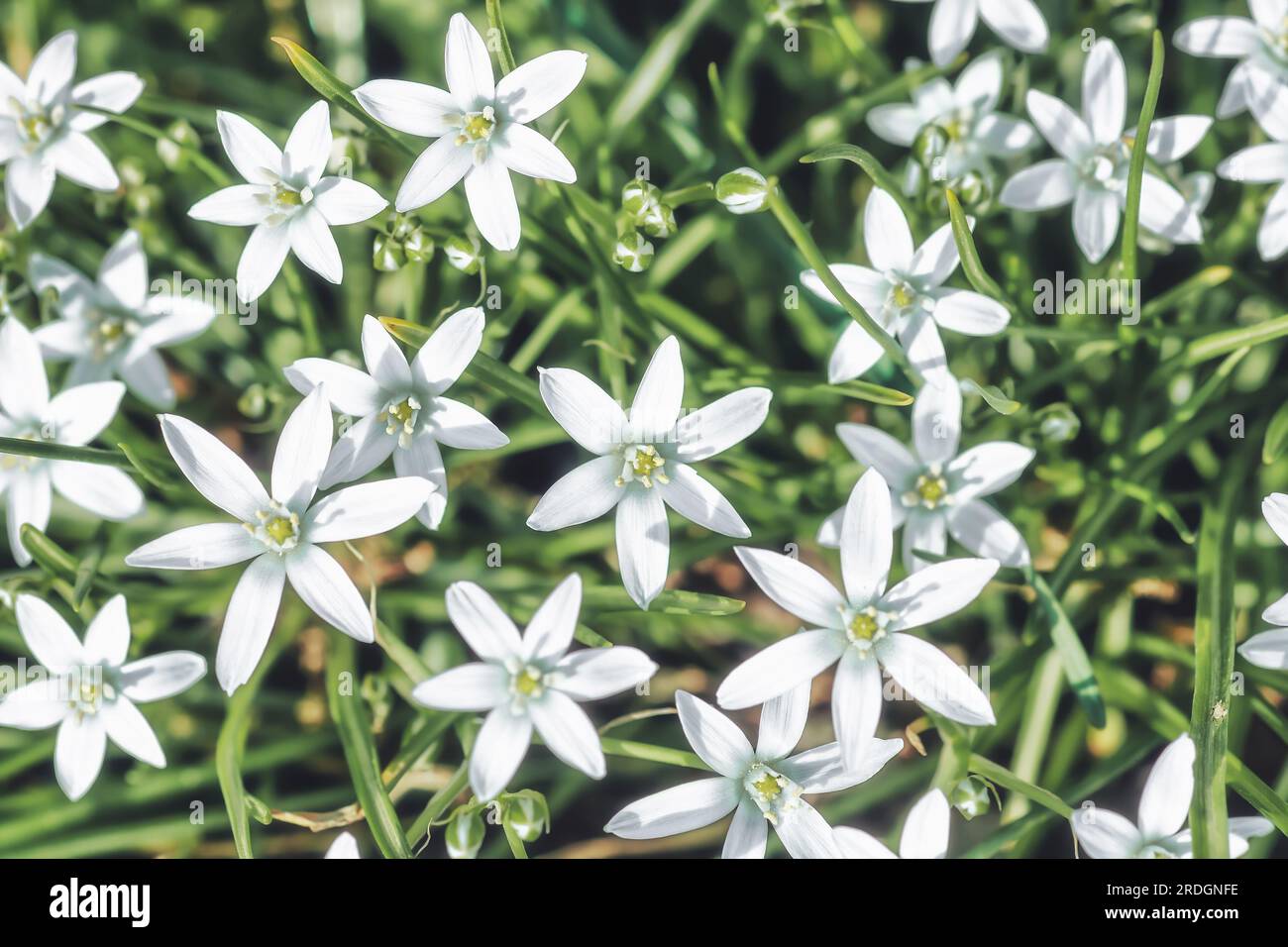 Garden star of Bethlehem white flowers growing, top view. Ornithogalum ...