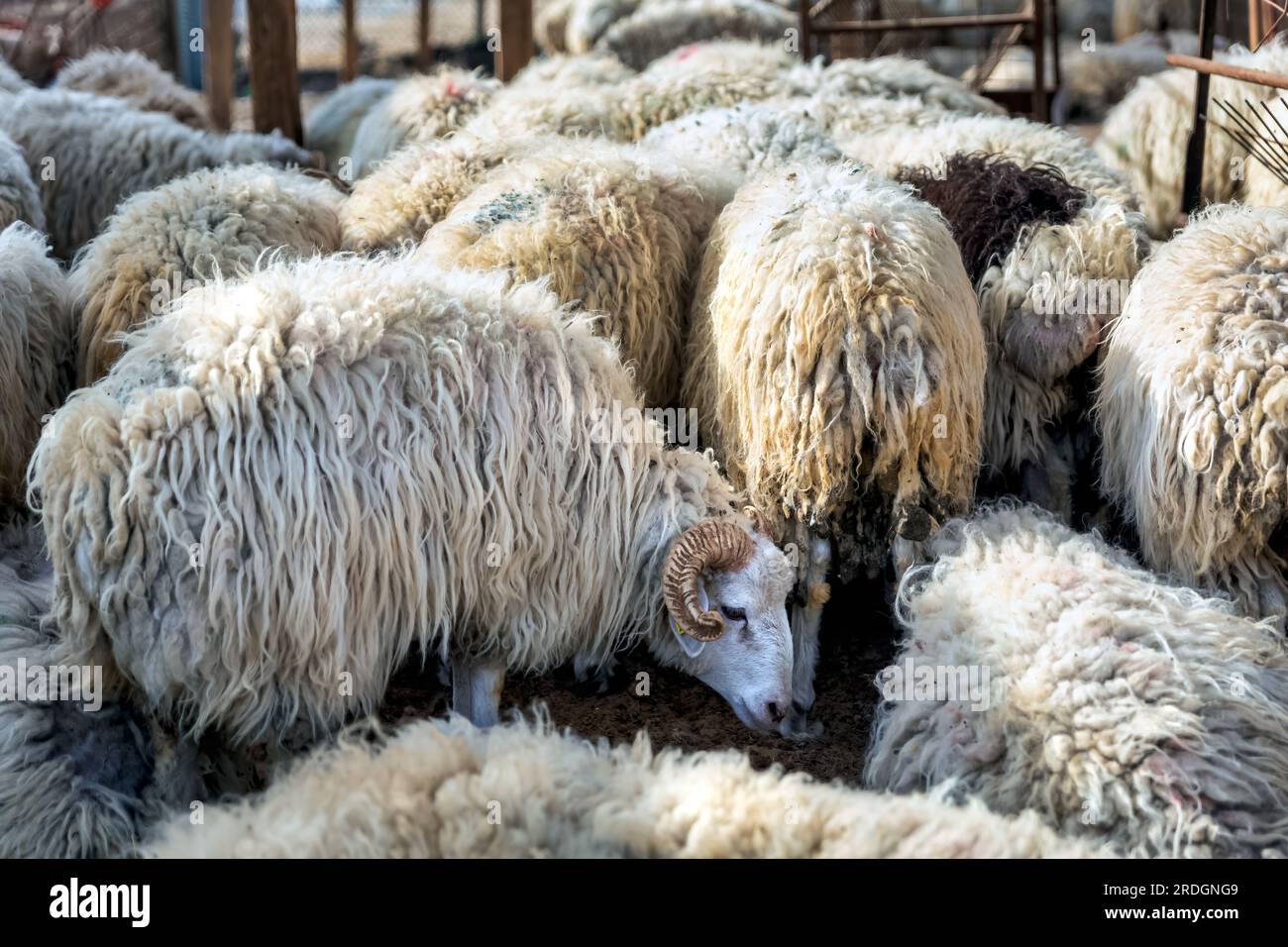 Group of goats on their farm, A goat farm where people come to buy the ...