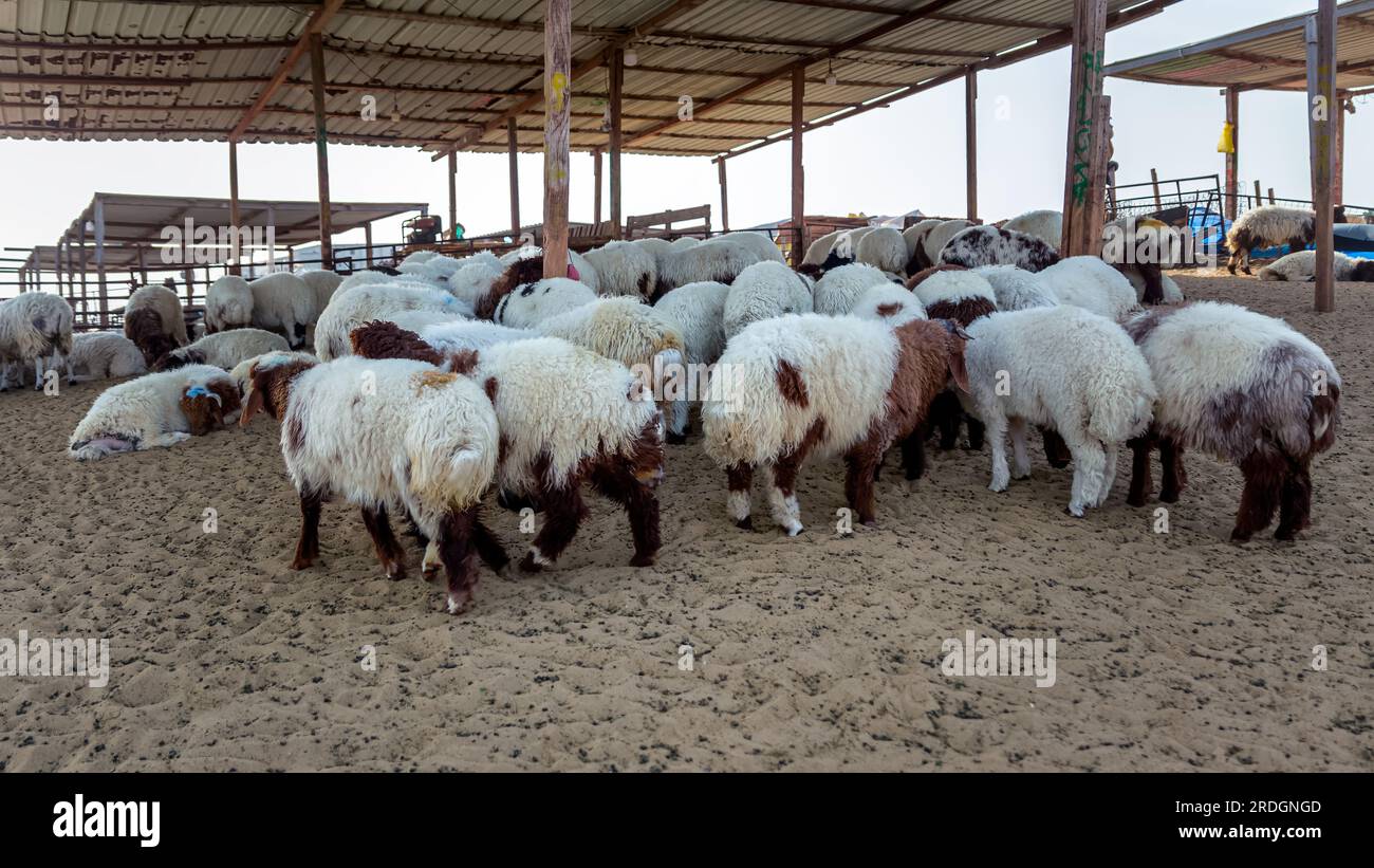 Group of goats on their farm, A goat farm where people come to buy the ...