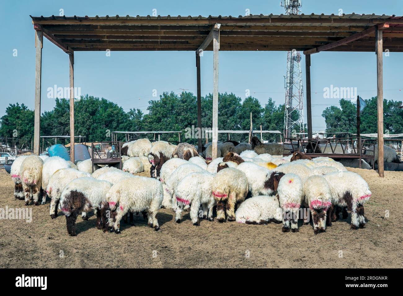 Group of goats on their farm, A goat farm where people come to buy the ...