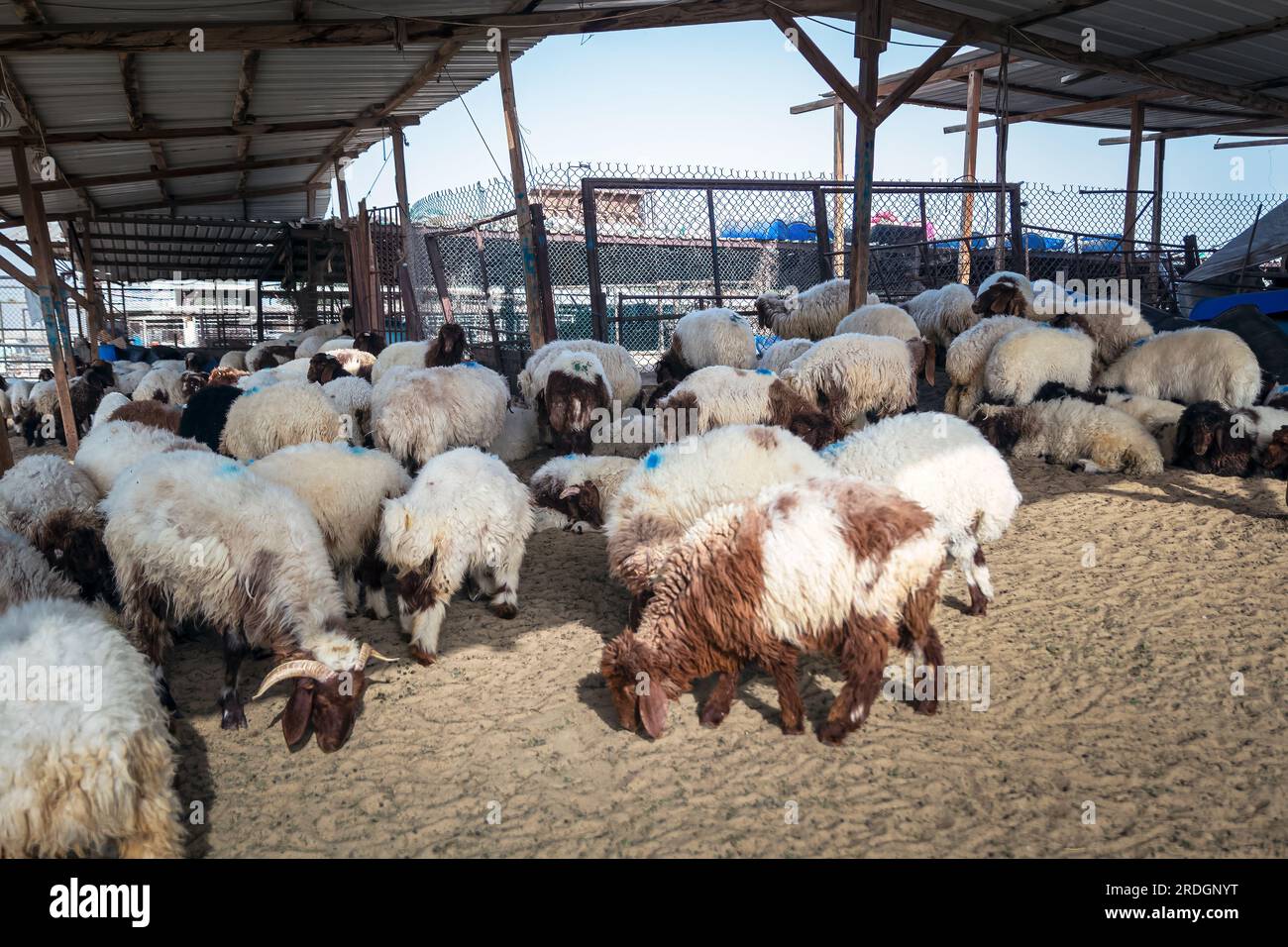 Group of goats on their farm, A goat farm where people come to buy the ...