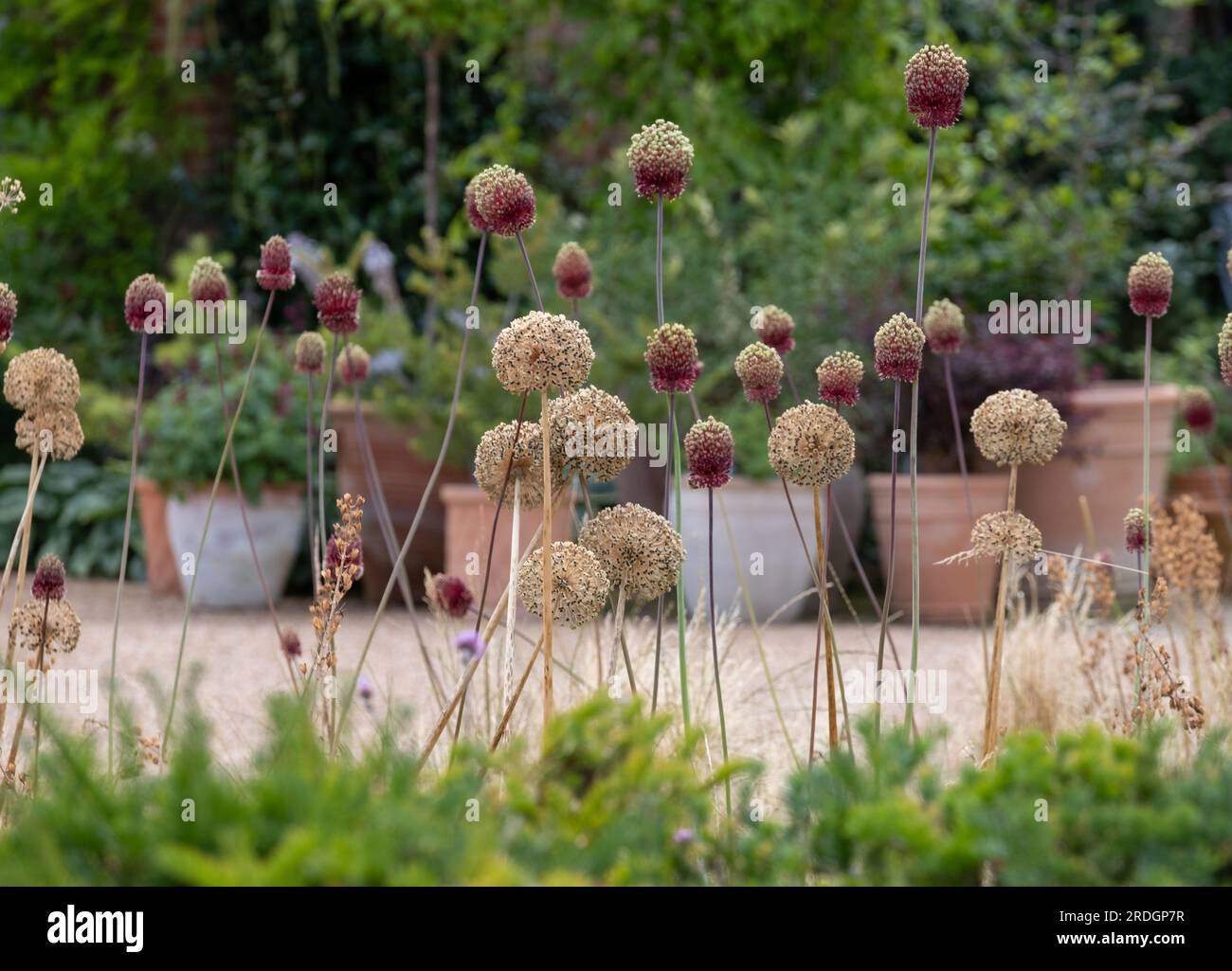 Dead, dried and decayed spring flowering Allium seed heads ...