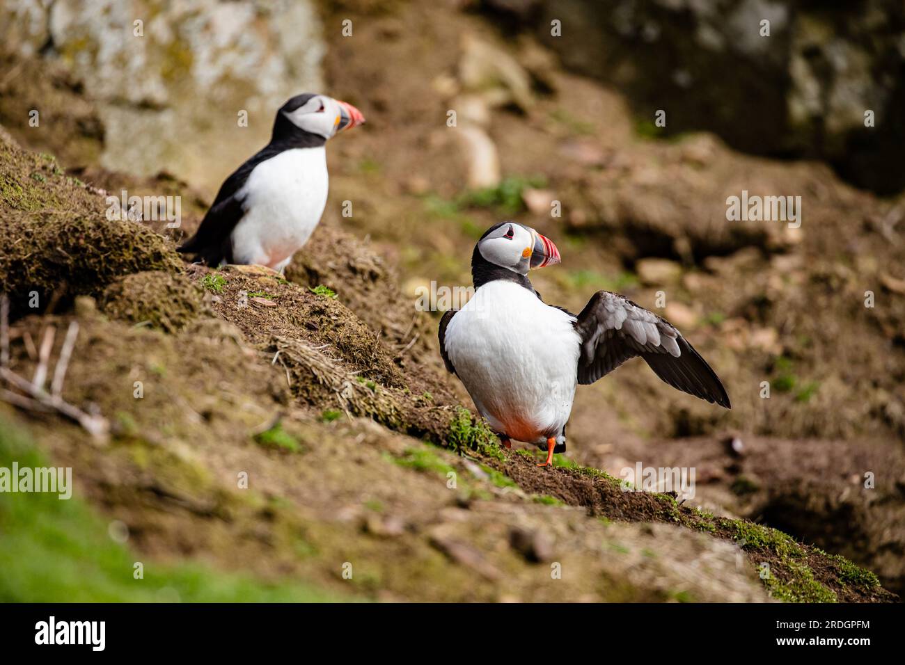 Cute Puffins, with their cute clown faces, going about their business ...