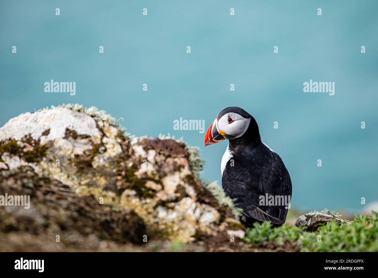 Cute Puffins, with their cute clown faces, going about their business ...